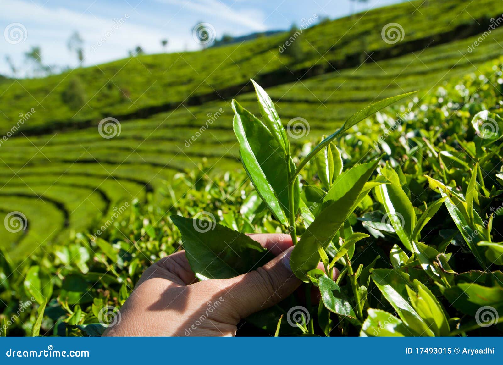 Picking tea leaves stock image. Image of indonesia, growth - 17493015