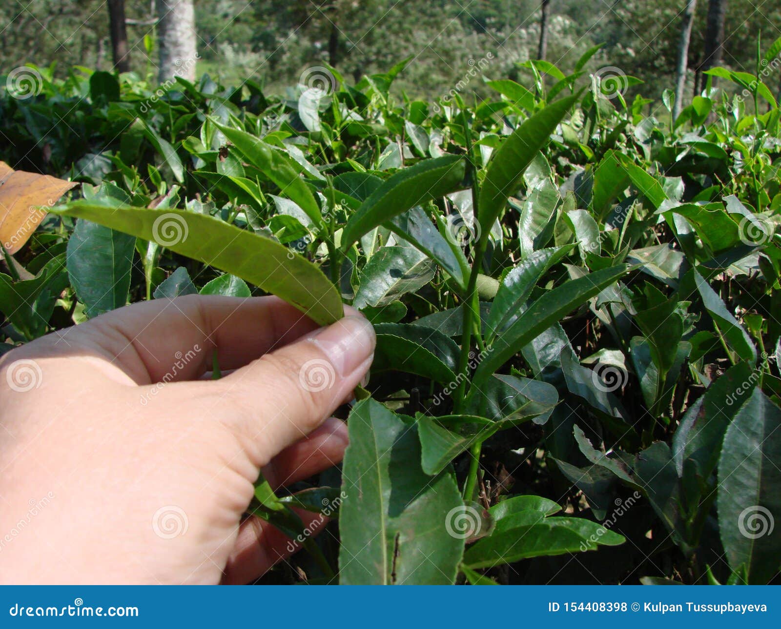 A2 Indian Cow In Tea Plantations In Munnar, Kerala, India. Cow Roaming ...