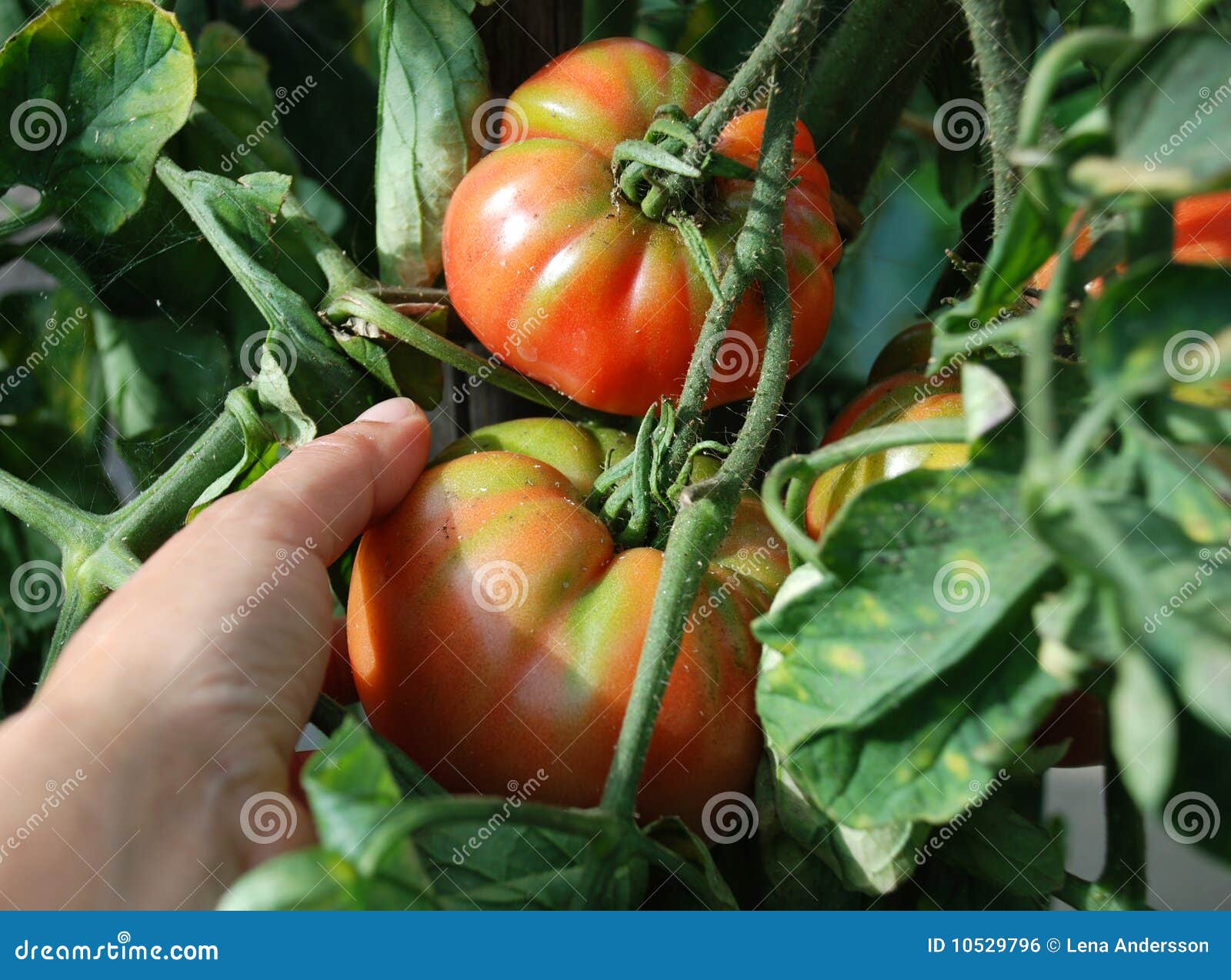 Picking tomato stock photo. Image of growing, hand, growth - 10529796