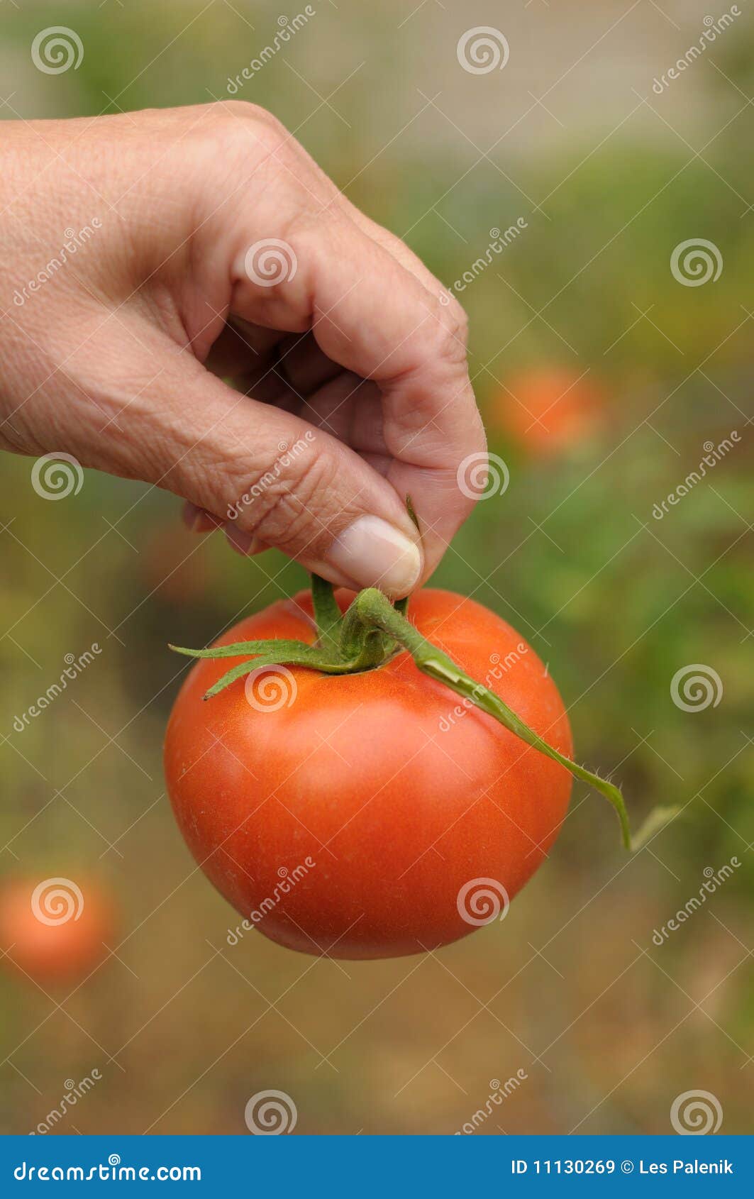 Picking tomatoes stock image. Image of tomato, food, holding - 11130269