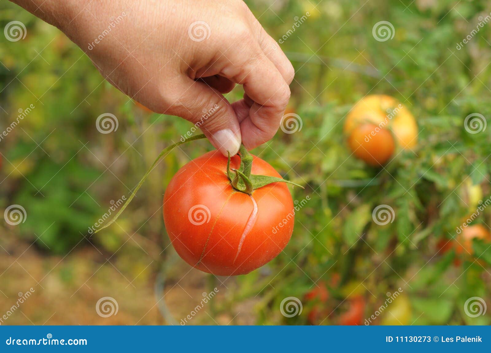 Picking tomatoes stock image. Image of farm, garden, plants - 11130273