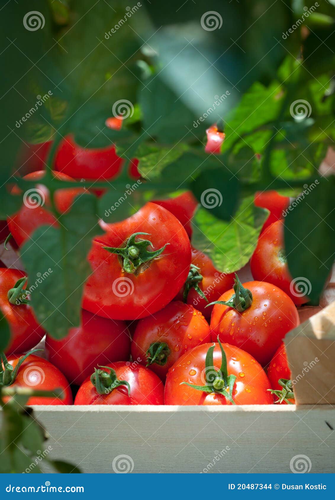 Picking tomatoes stock photo. Image of freshness, agriculture - 20487344