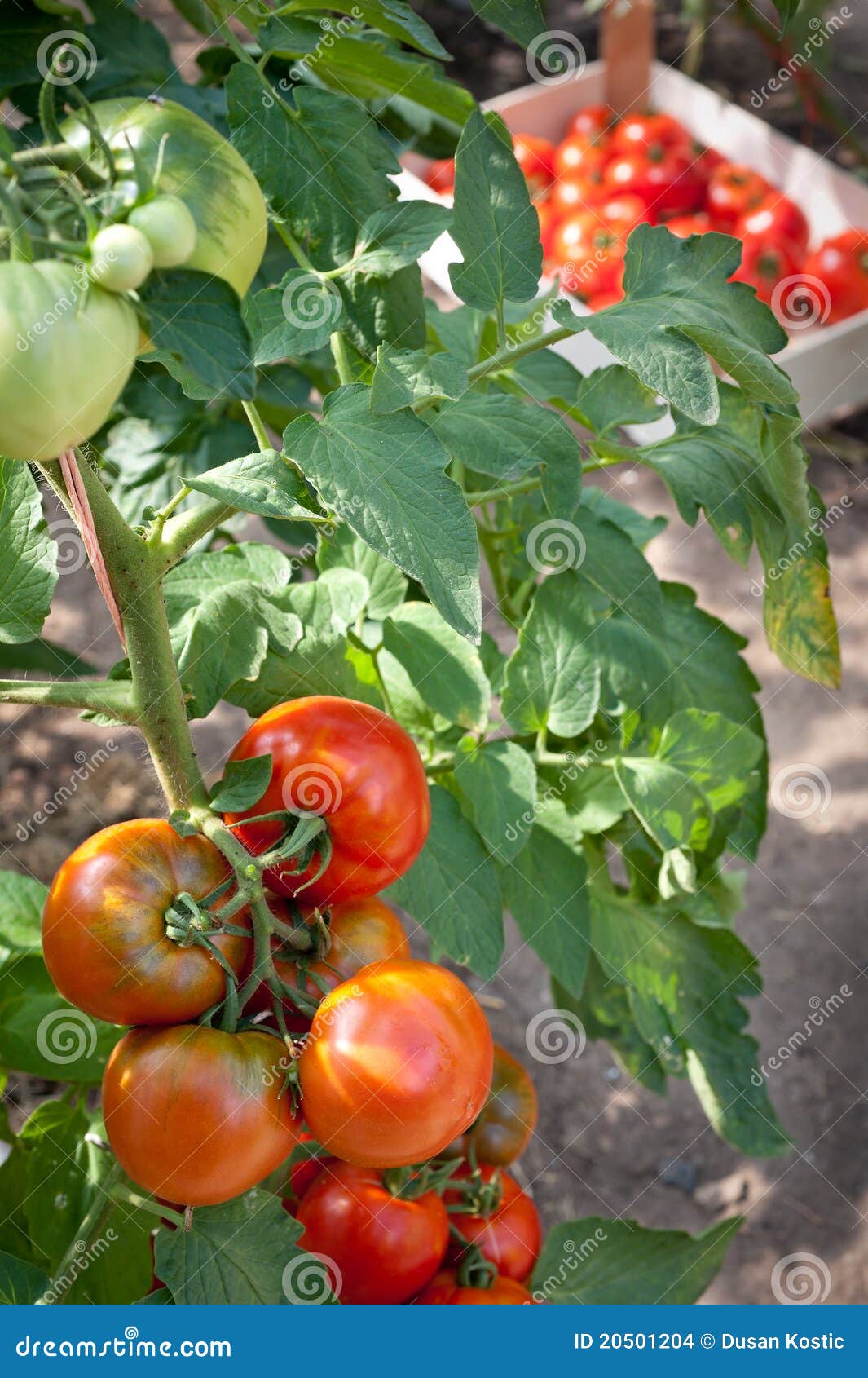 Picking tomatoes stock photo. Image of monoculture, leaf - 20501204