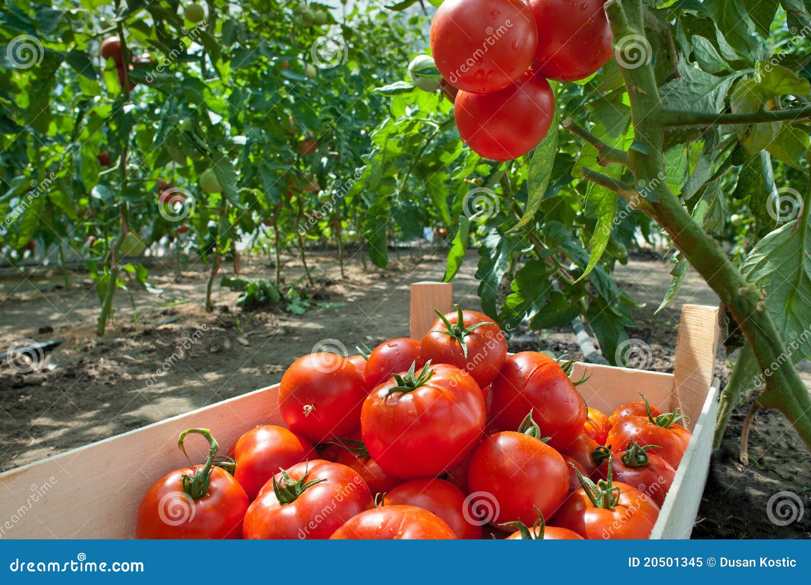Picking tomatoes stock image. Image of picking, summer - 20501345
