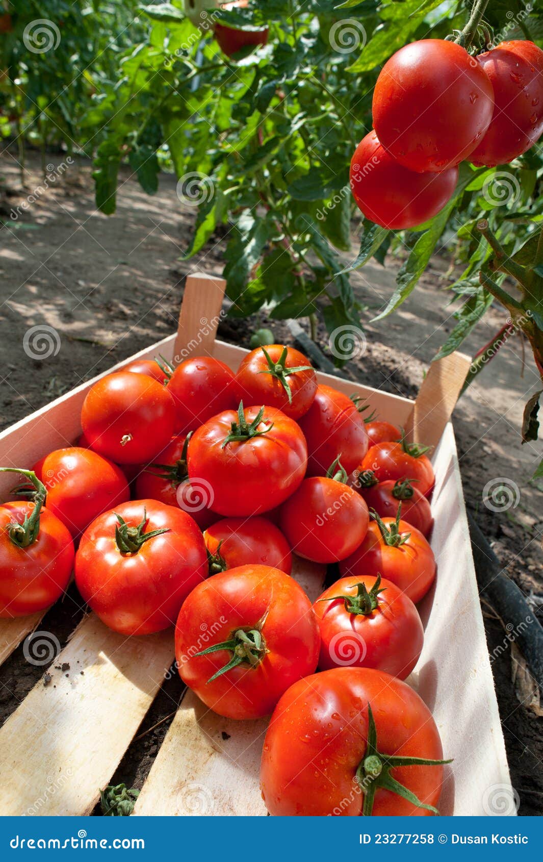 Picking tomatoes stock photo. Image of season, greenhouse - 23277258