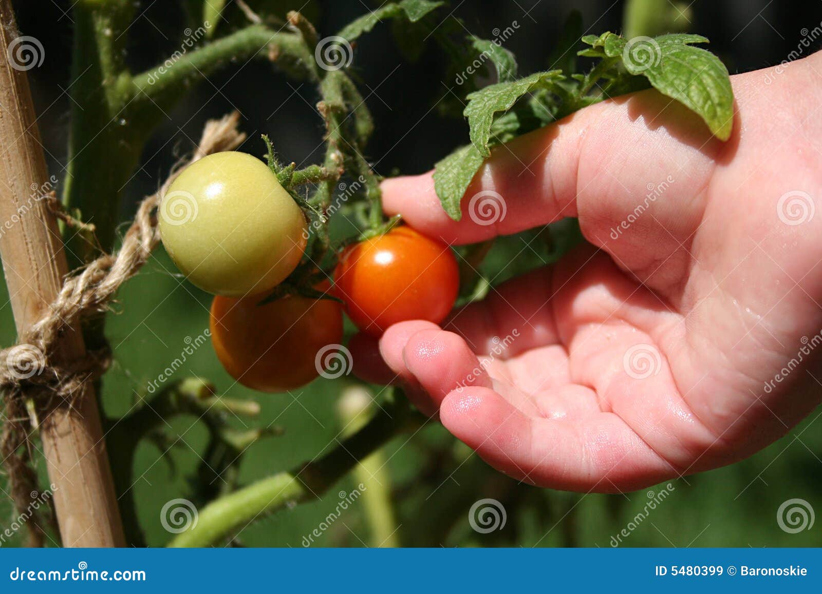 Picking Tomatoes stock image. Image of harvest, tomatoes - 5480399