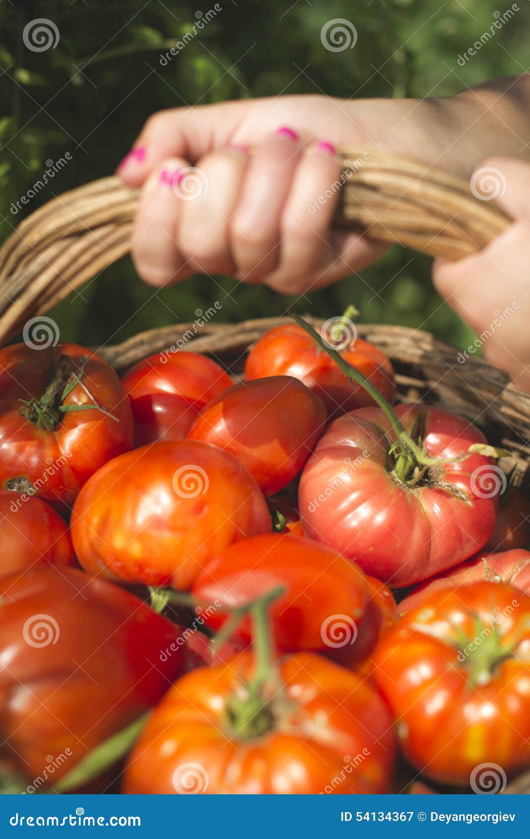 Picking tomatoes in basket stock image. Image of picking - 54134367