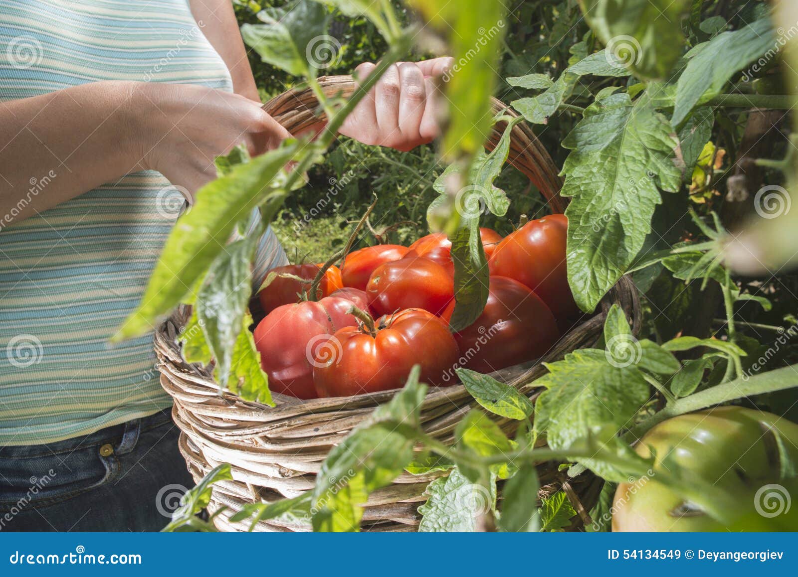 Picking tomatoes in basket stock image. Image of produce - 54134549