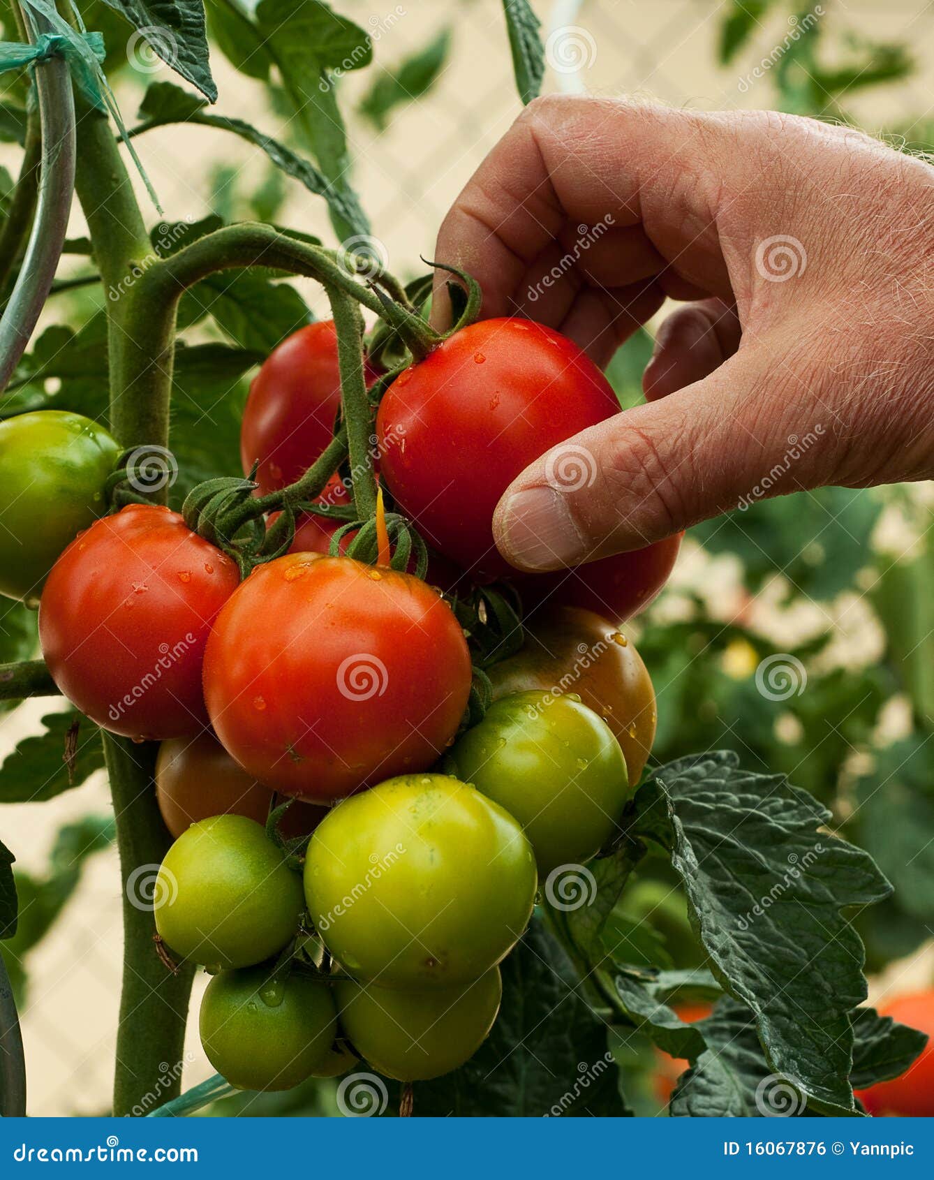 Picking tomatos stock photo. Image of sufficiency, food - 16067876