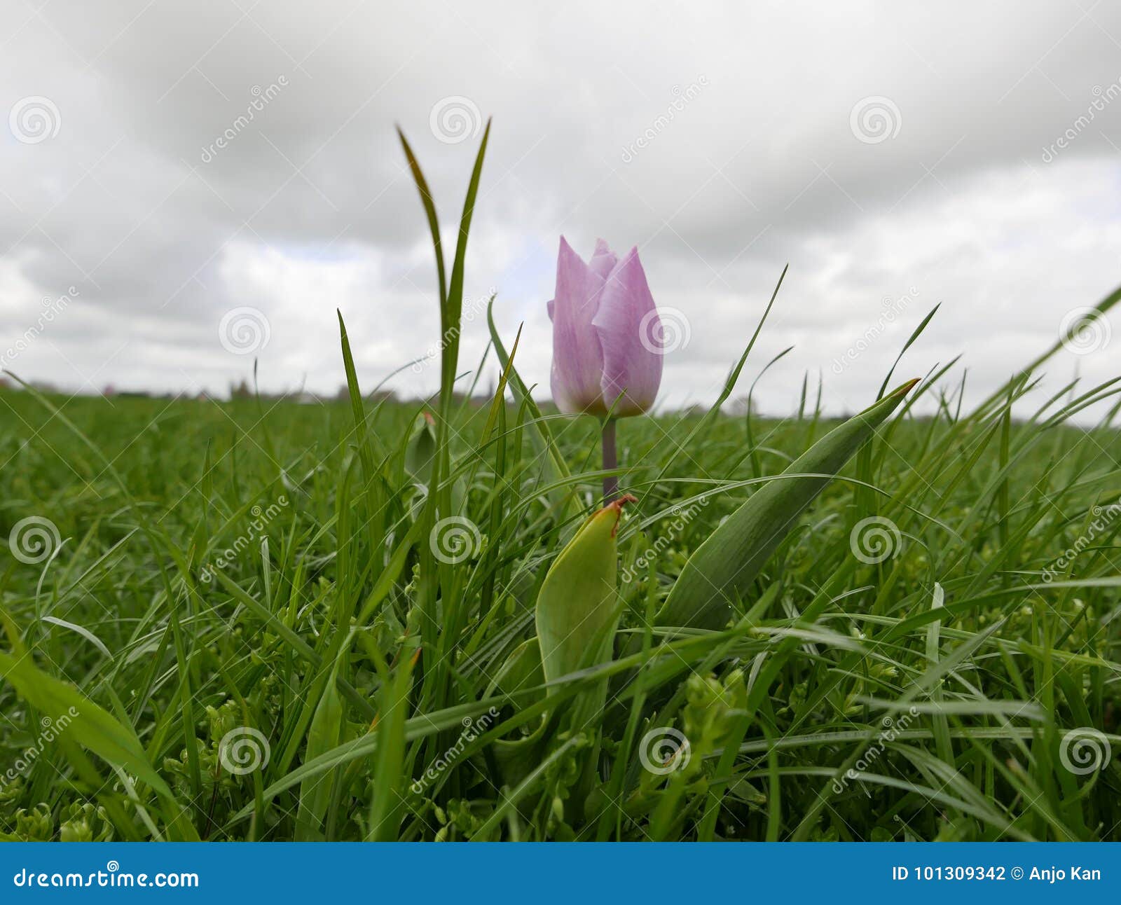 Picking beautiful Tulips stock photo. Image of colorful - 101309342