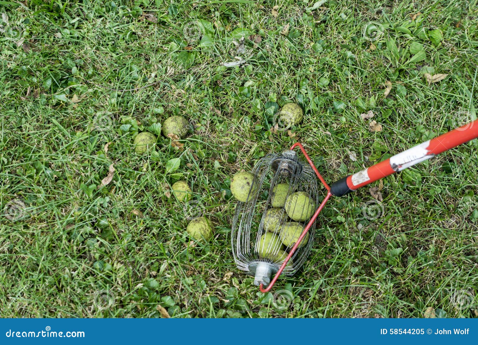 Picking Up Fallen Walnuts and Other Nuts Stock Image - Image of fallen ...
