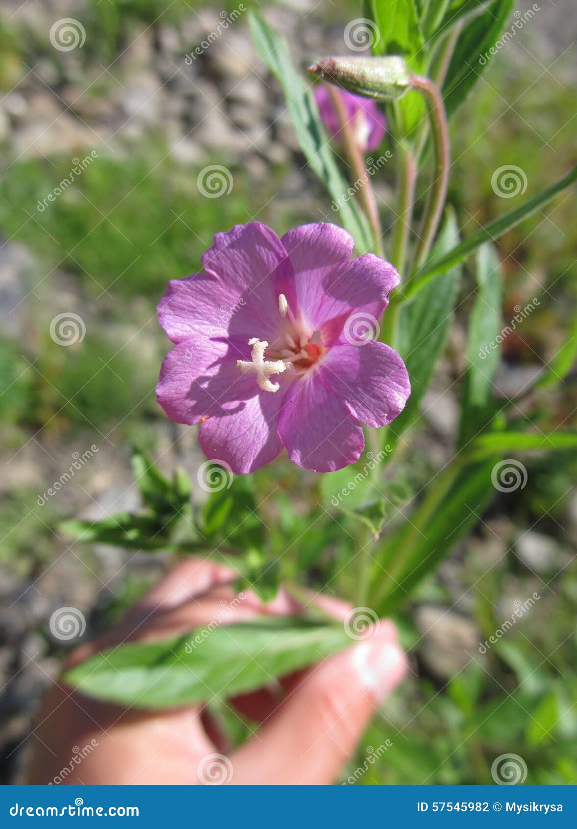 Picking up flower stock photo. Image of flora, biology - 57545982