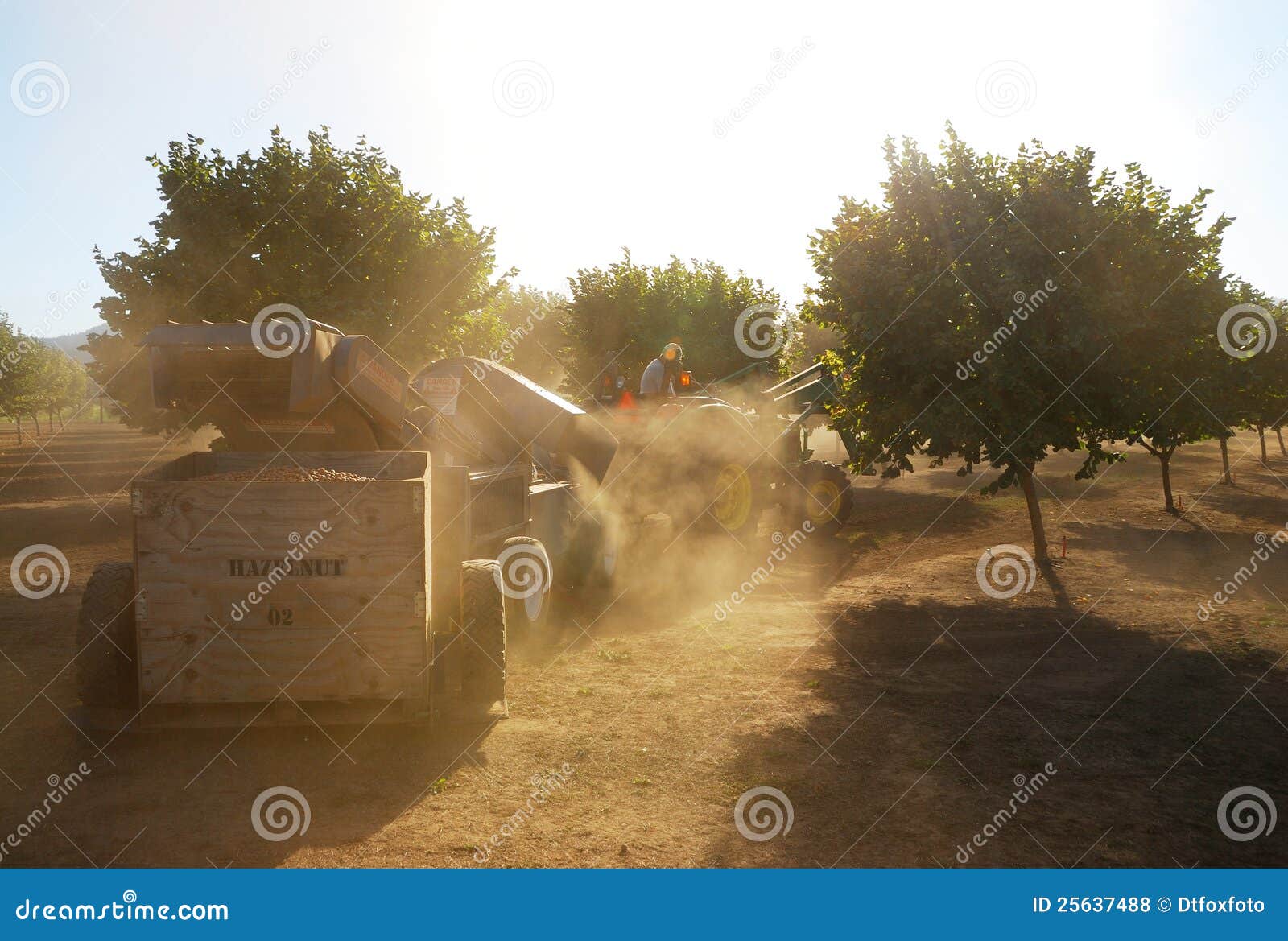 Picking up Hazelnuts stock photo. Image of autumn, field - 25637488