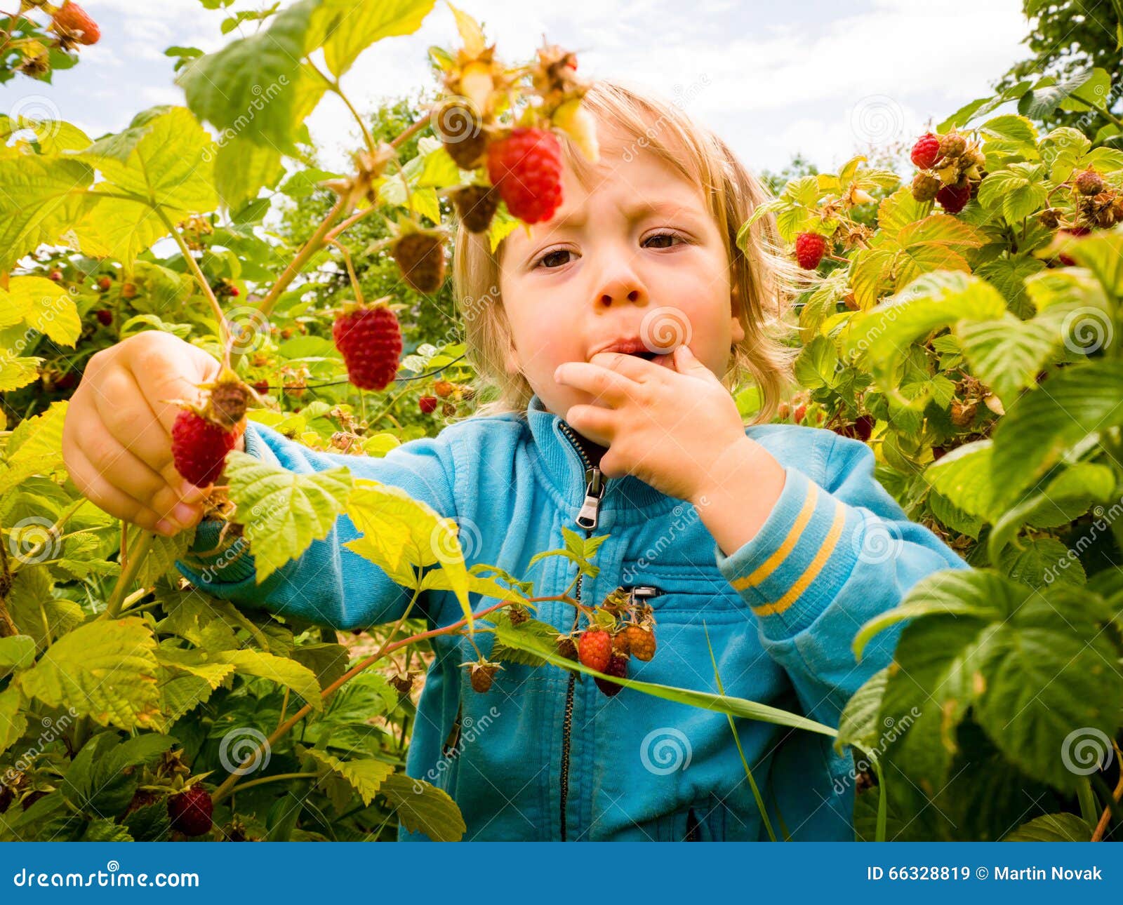Picking up raspberries stock image. Image of mouth, people - 66328819