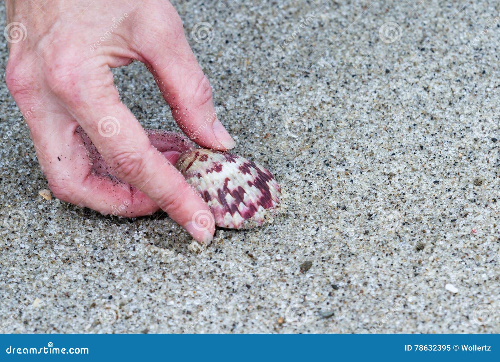 Picking up a sea shell stock image. Image of picking - 78632395