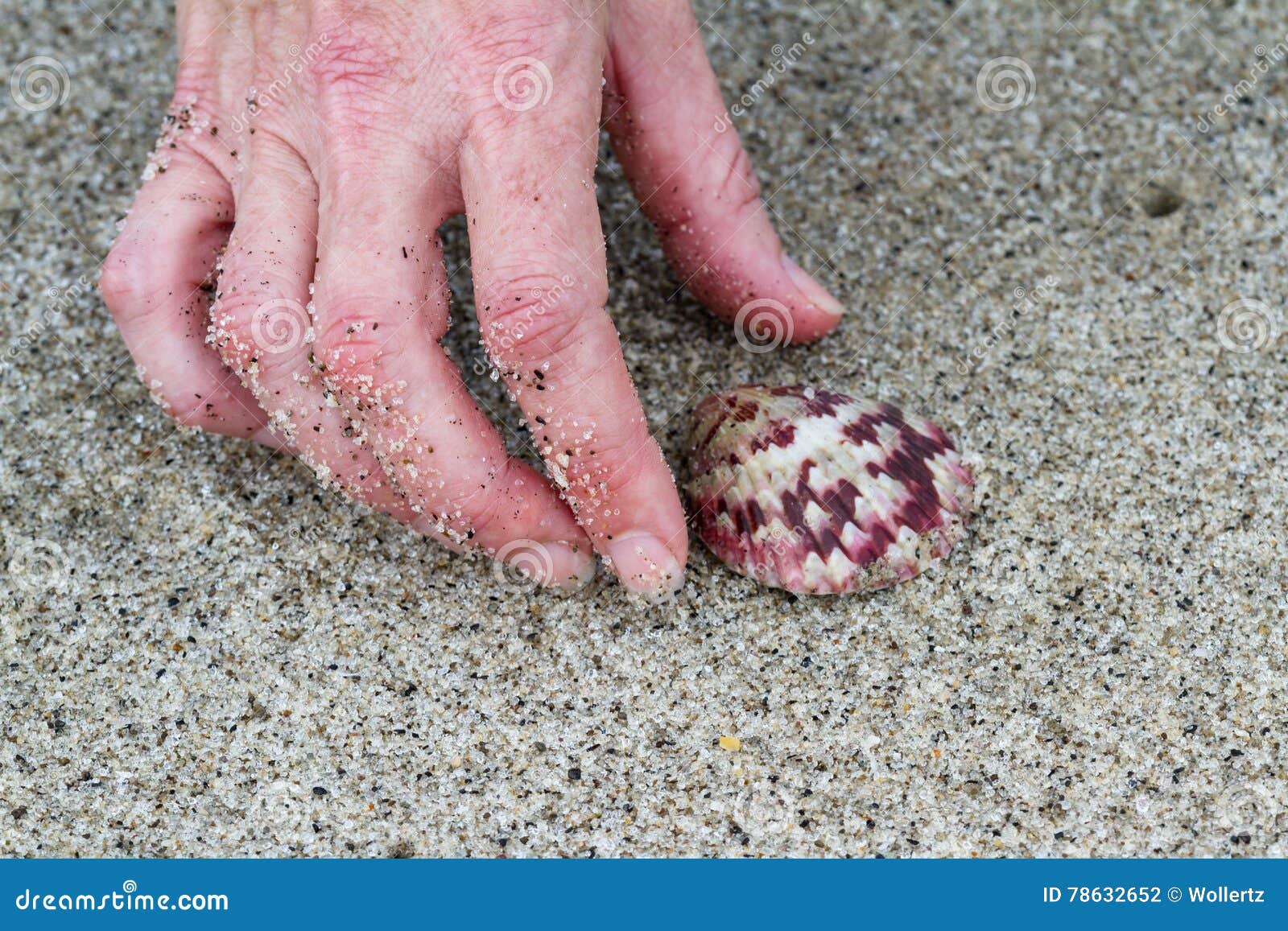 Picking up a sea shell stock photo. Image of shell, panama - 78632652