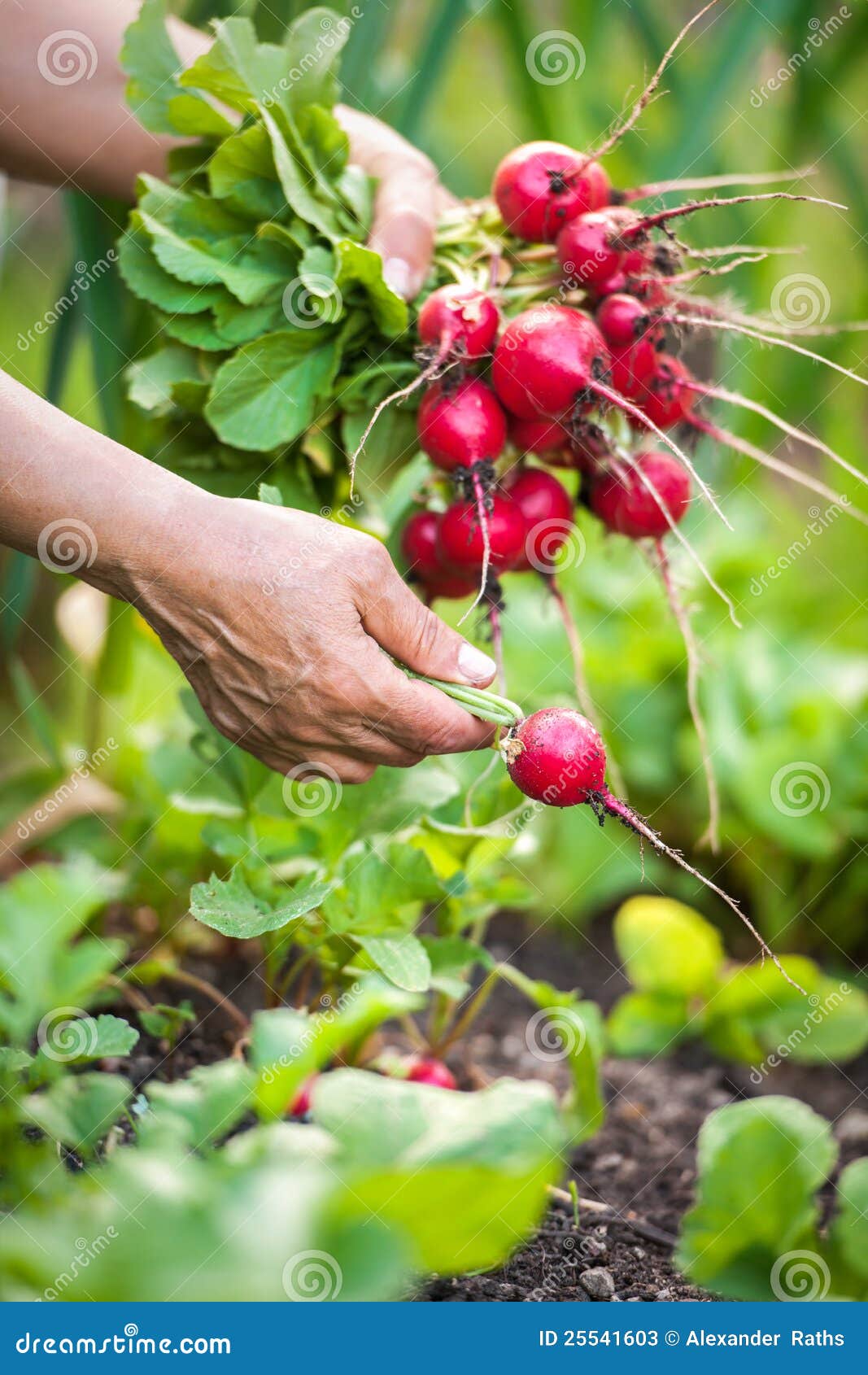 Picking vegetables stock image. Image of green, bunch - 25541603