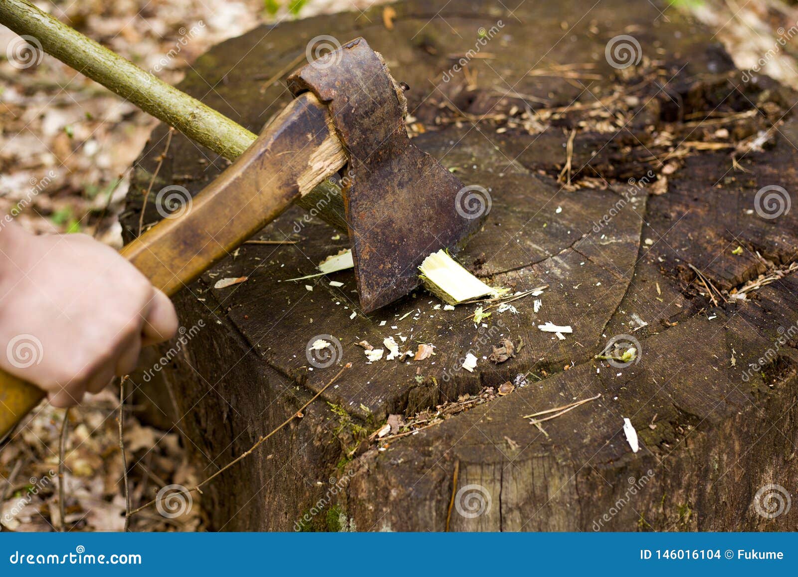 Picking Vines of Hazel in the Spring Forest. Chop Trees with an Ax ...