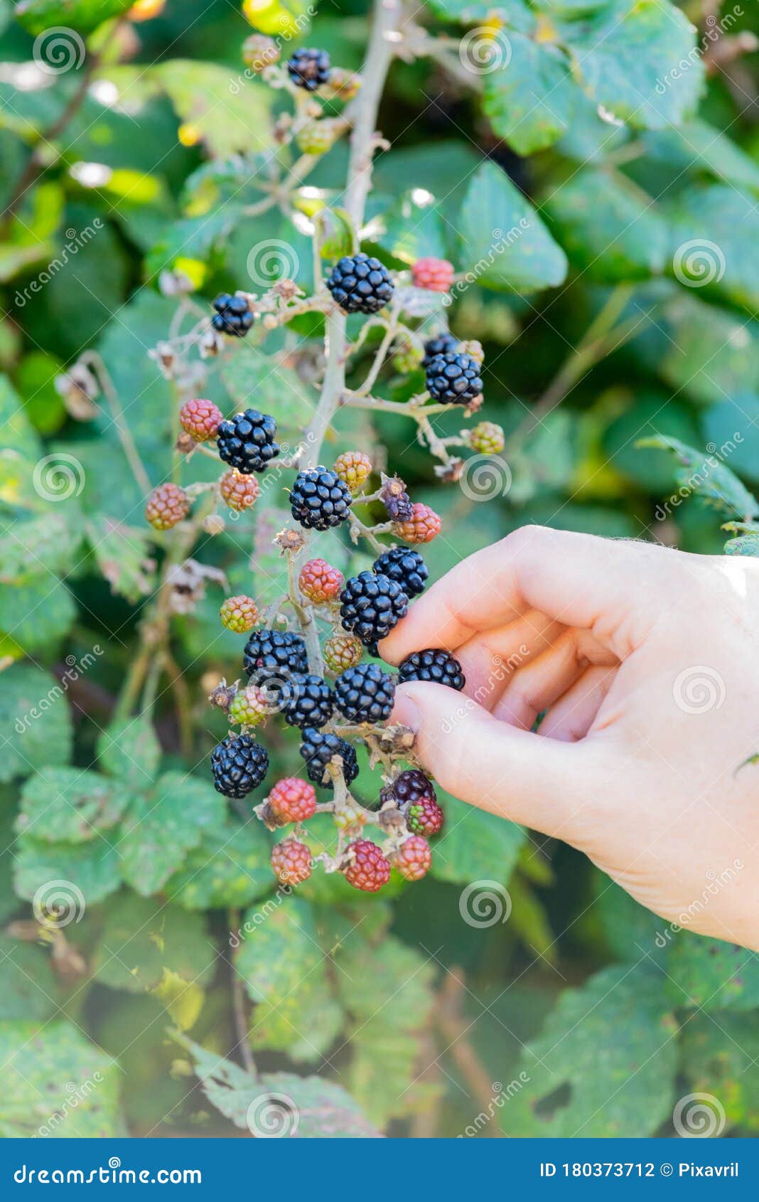 Picking wild blackberries stock photo. Image of leaf - 180373712