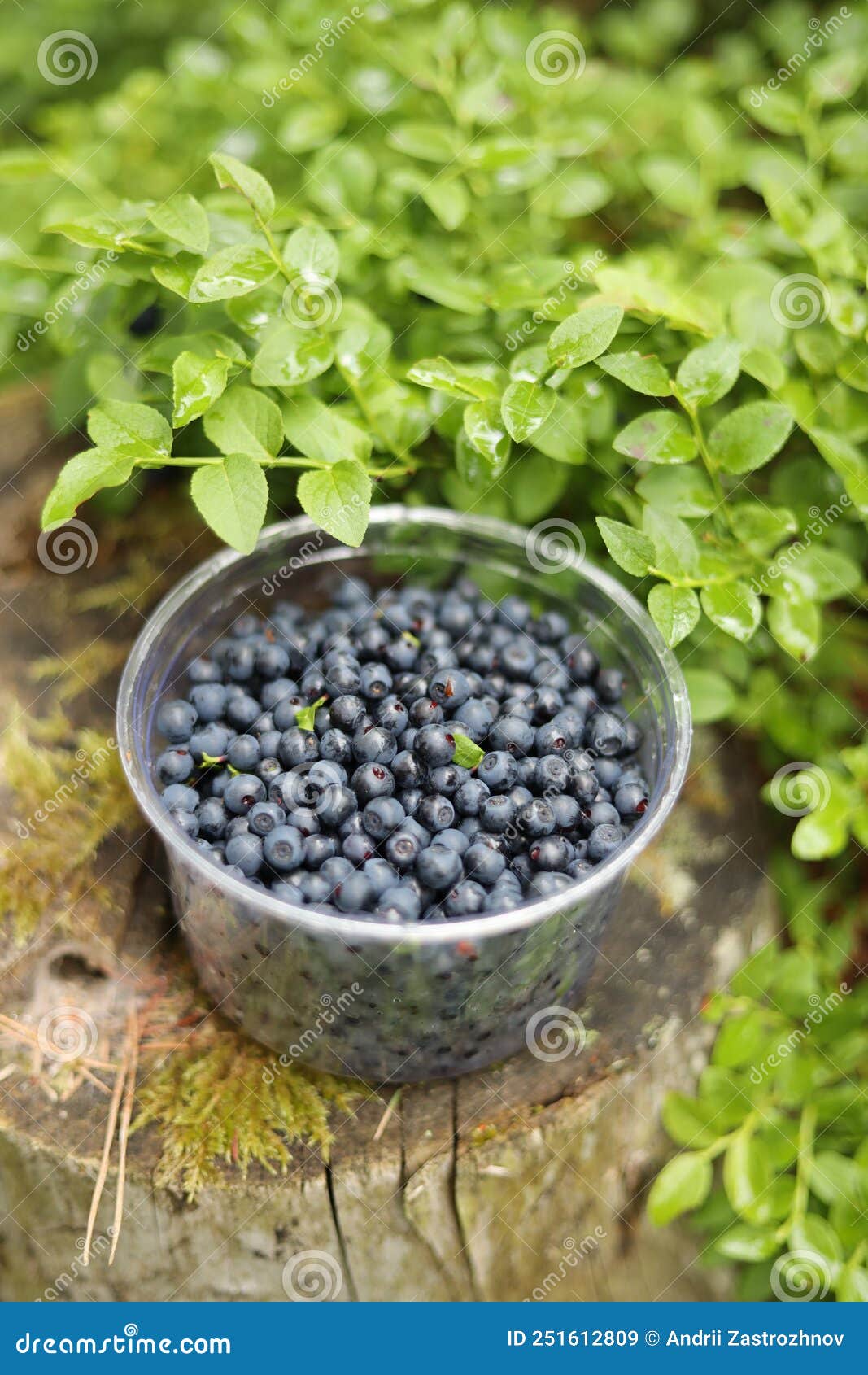 Picking Wild Blueberries in the Forest, Berries Close-up Stock Image ...
