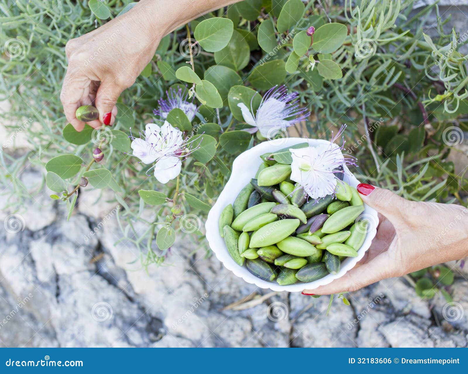 Picking wild capers stock photo. Image of pick, green - 32183606