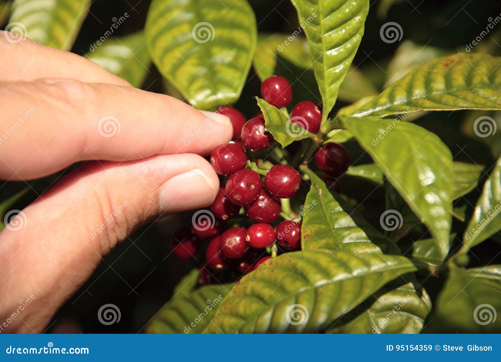 Picking Wild Coffee Beans stock image. Image of indian - 95154359