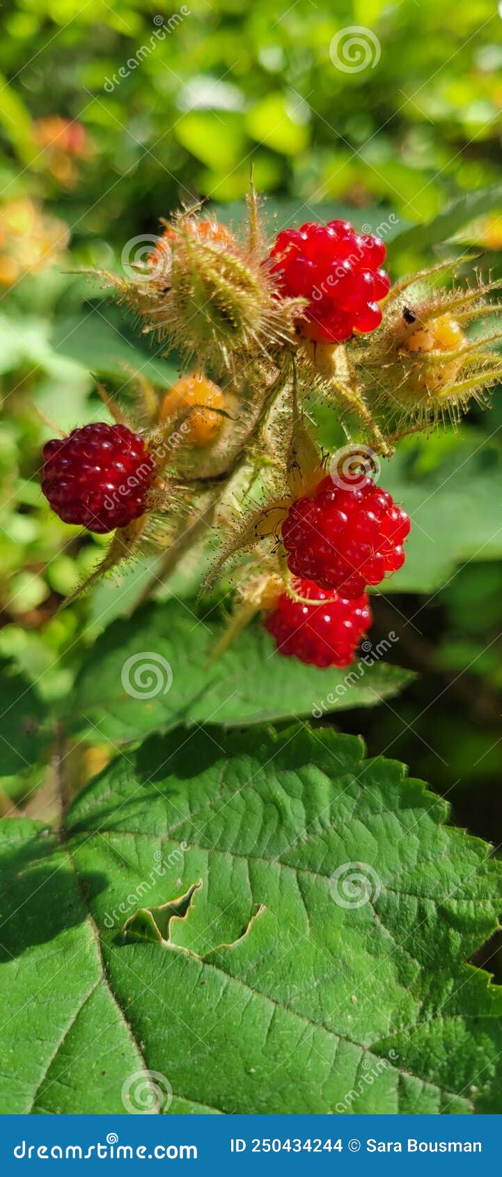 Picking Wild Raspberries in the Field at Dusk Stock Photo - Image of ...