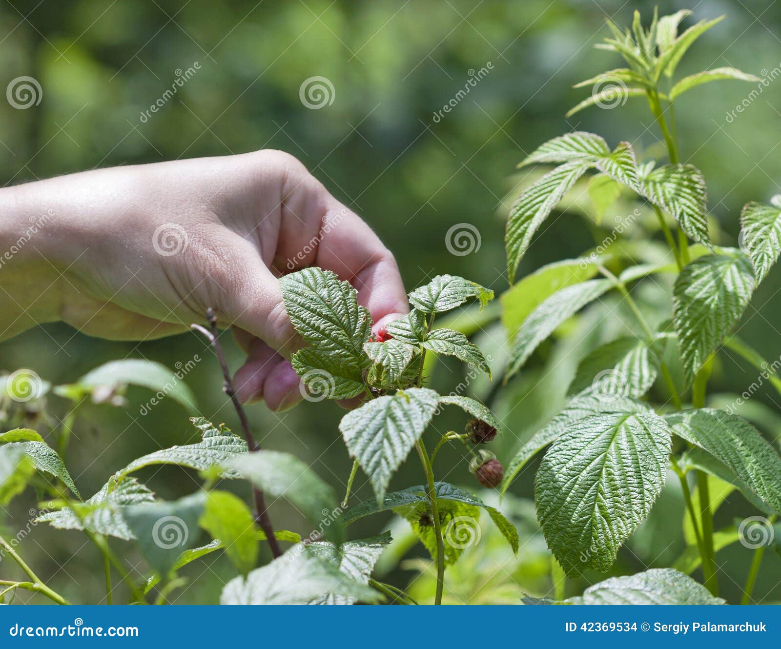 Picking Wild Raspberries in the Woods Stock Photo - Image of finger ...