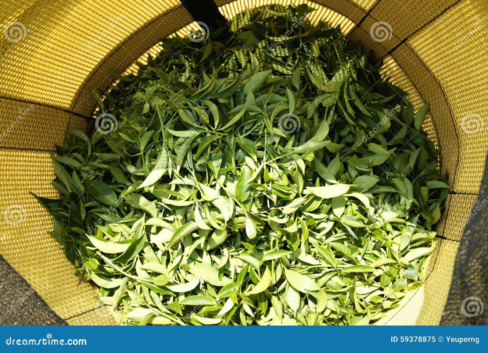 Picking young tea leaves. stock image. Image of youngleaf - 59378875