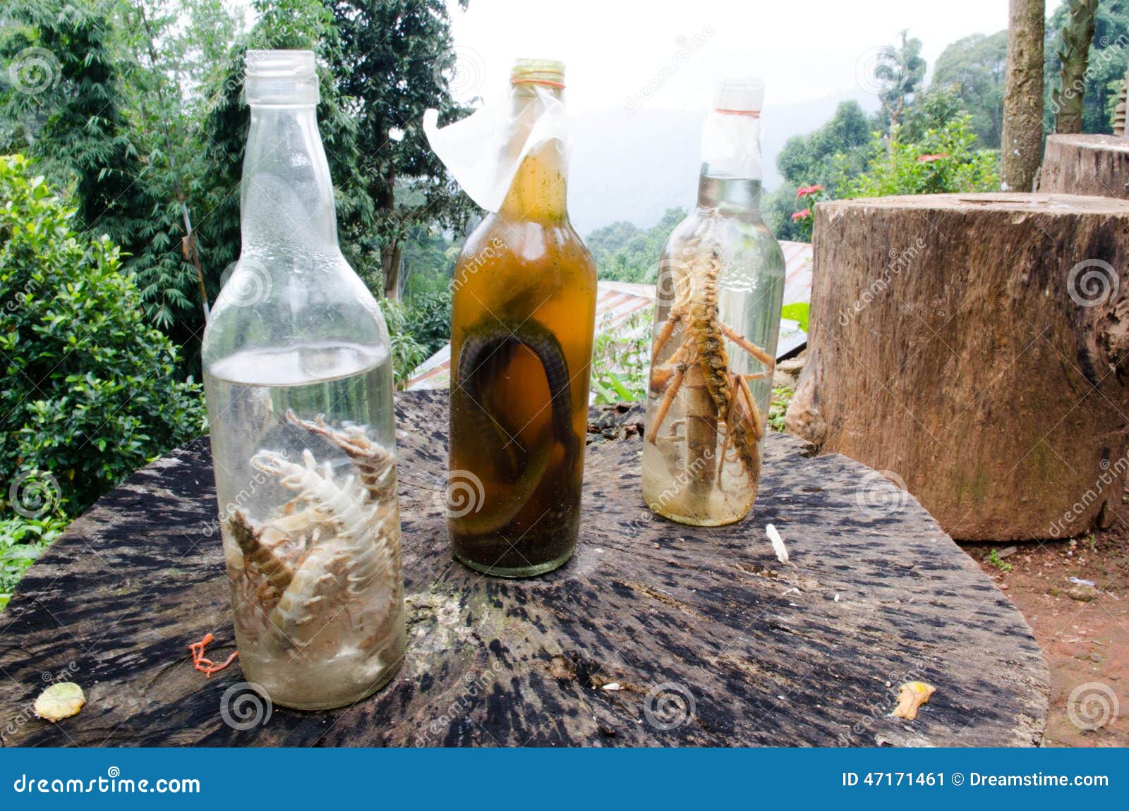 Pickled Snake In A Bottle Royalty-Free Stock Photography ...