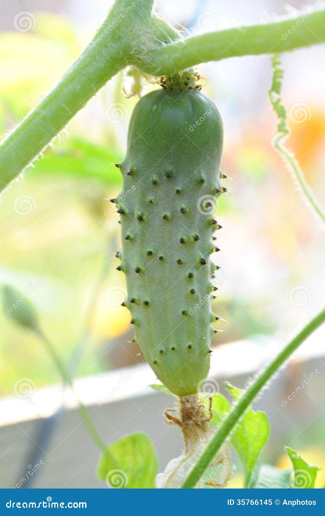 Pickle tree stock image. Image of farming, agriculture - 35766145