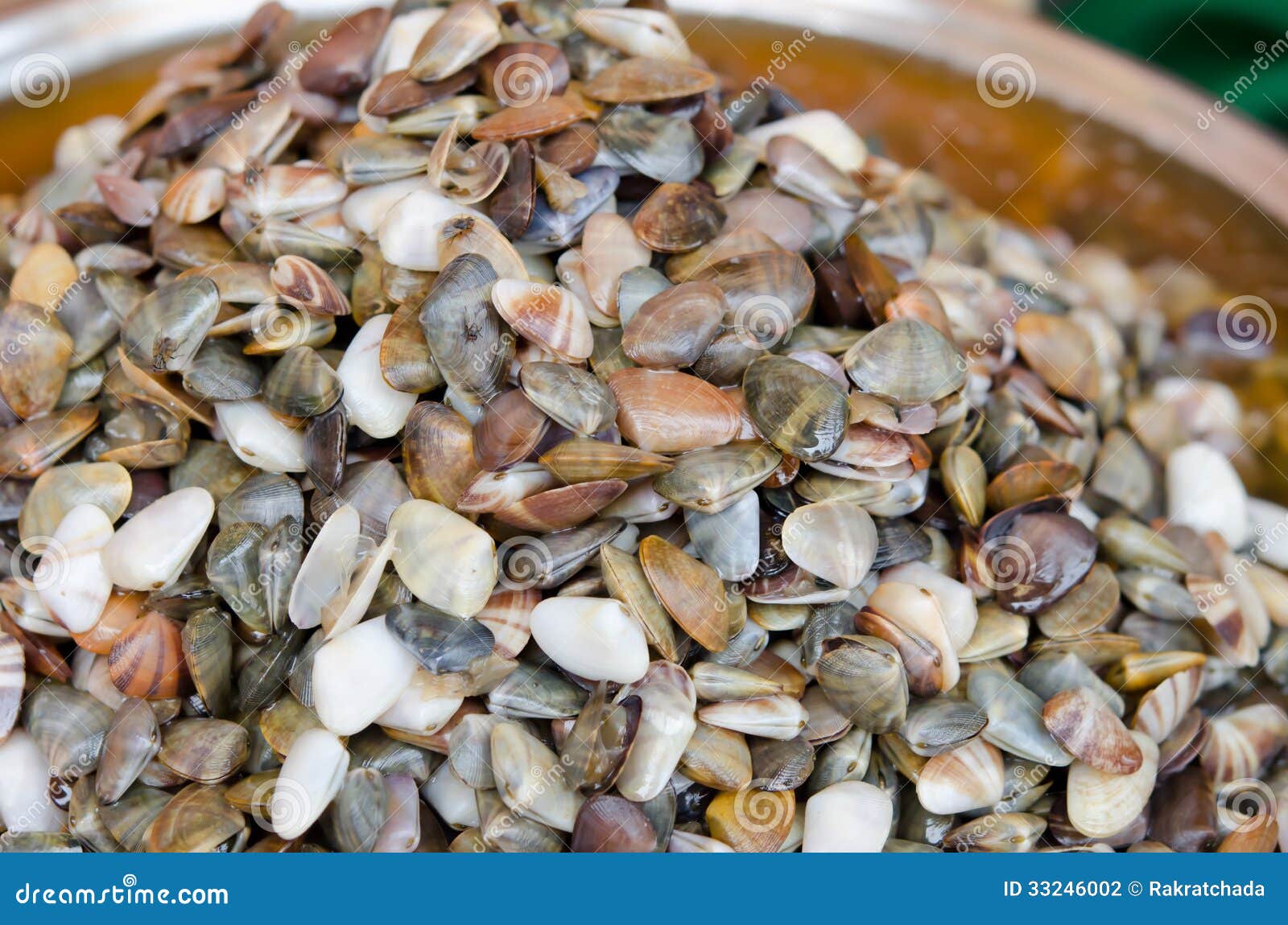 Wedge Shel Stock Photos - Free & Royalty-Free Stock Photos from Dreamstime