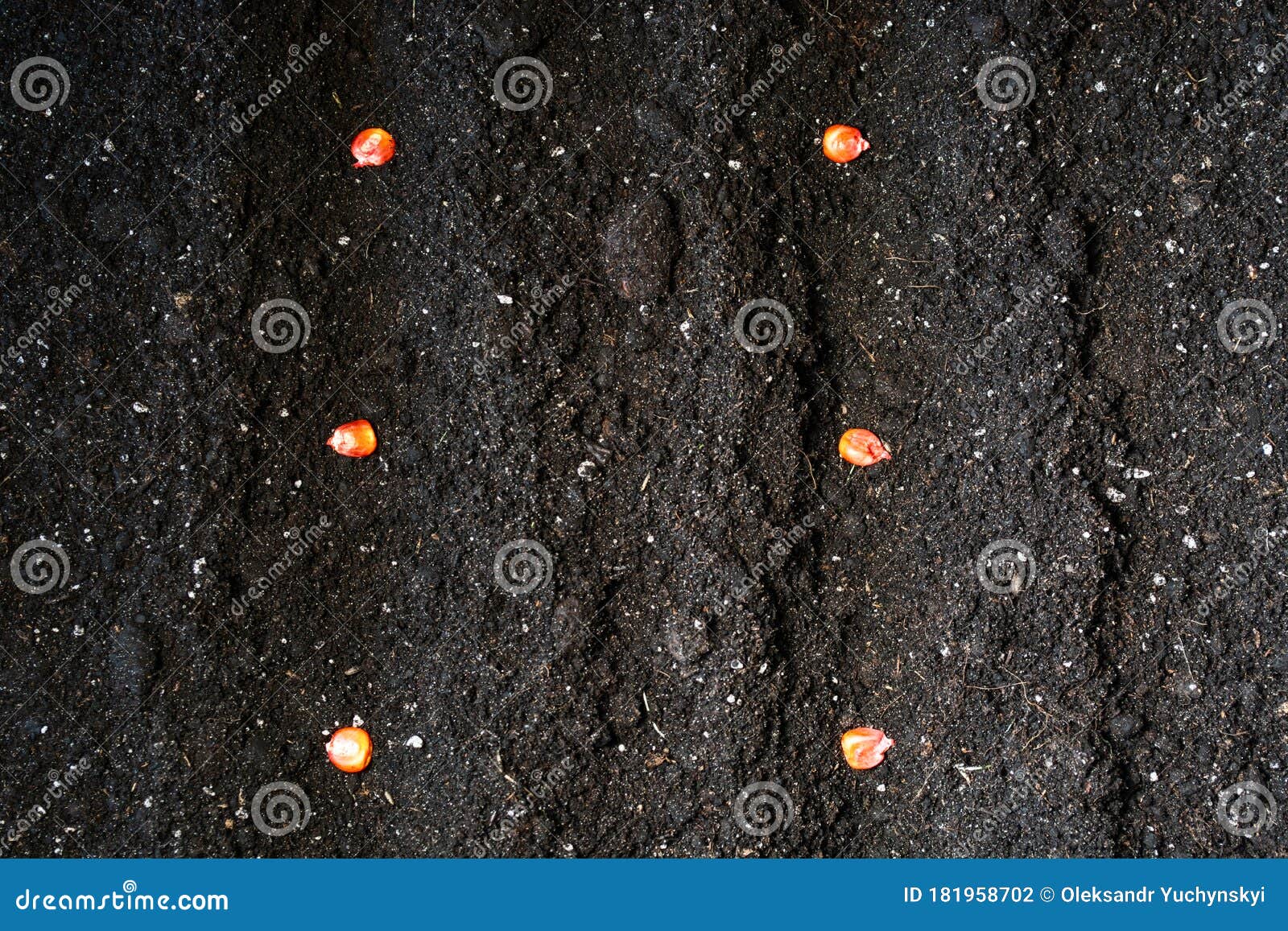 Pickled Corn Seeds Sown in Rows in the Ground Stock Photo - Image of ...