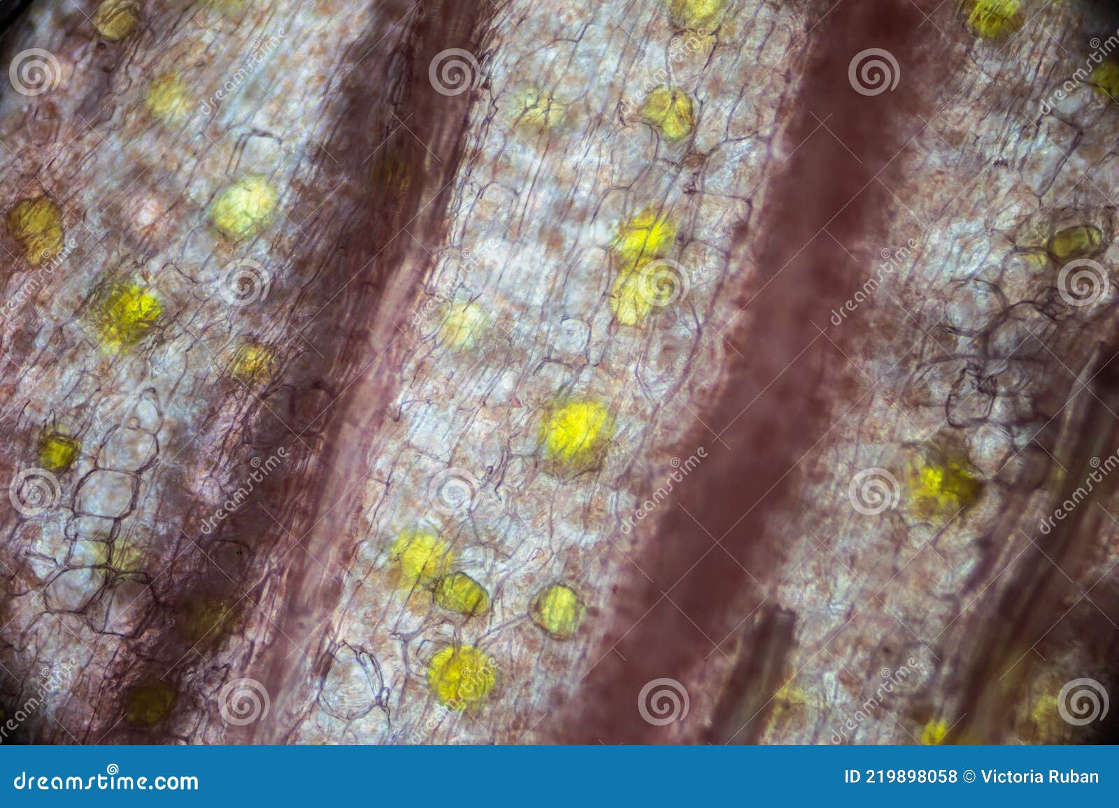 Pickled Ginger Root Under the Light Microscope Stock Photo - Image of ...