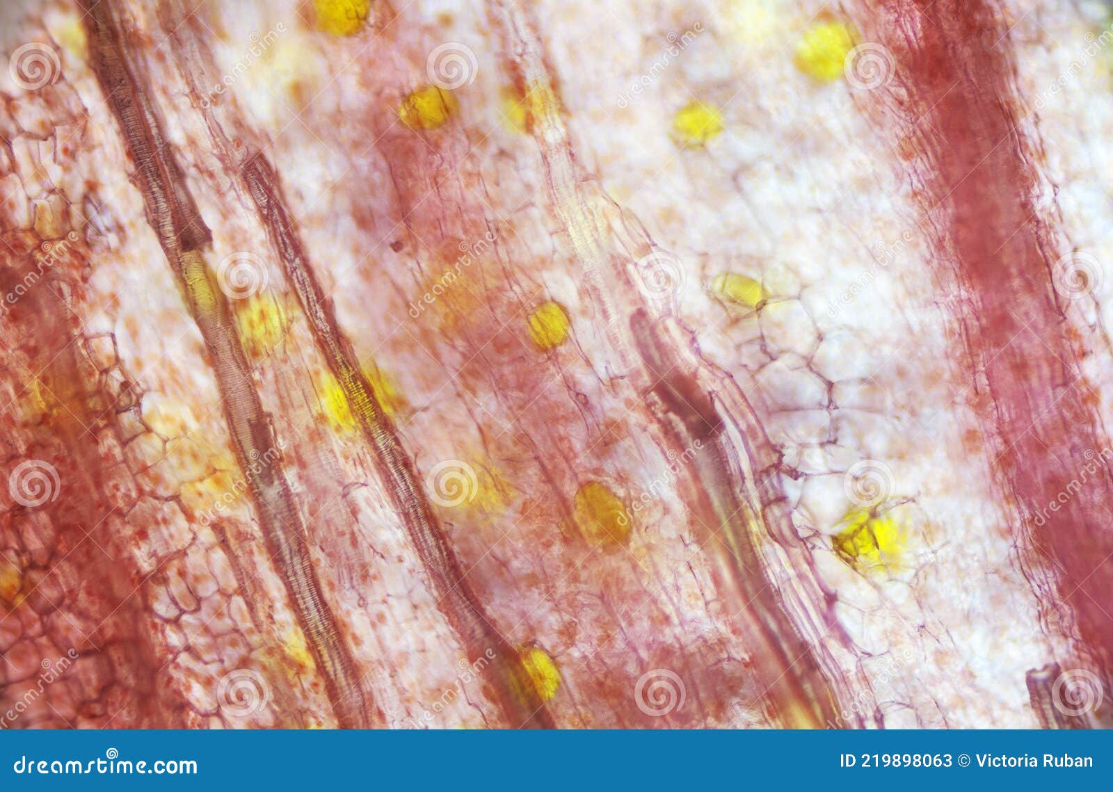 Pickled Ginger Root Under the Light Microscope Stock Image - Image of ...