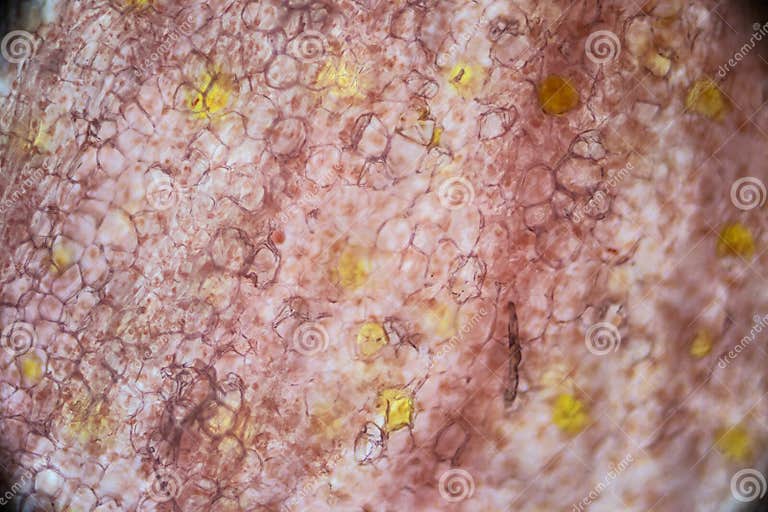 Pickled Ginger Root Under the Light Microscope Stock Photo - Image of ...