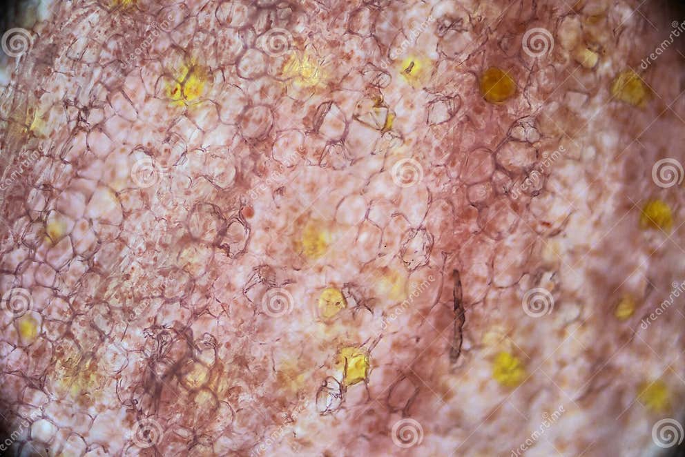 Pickled Ginger Root Under the Light Microscope Stock Photo - Image of ...