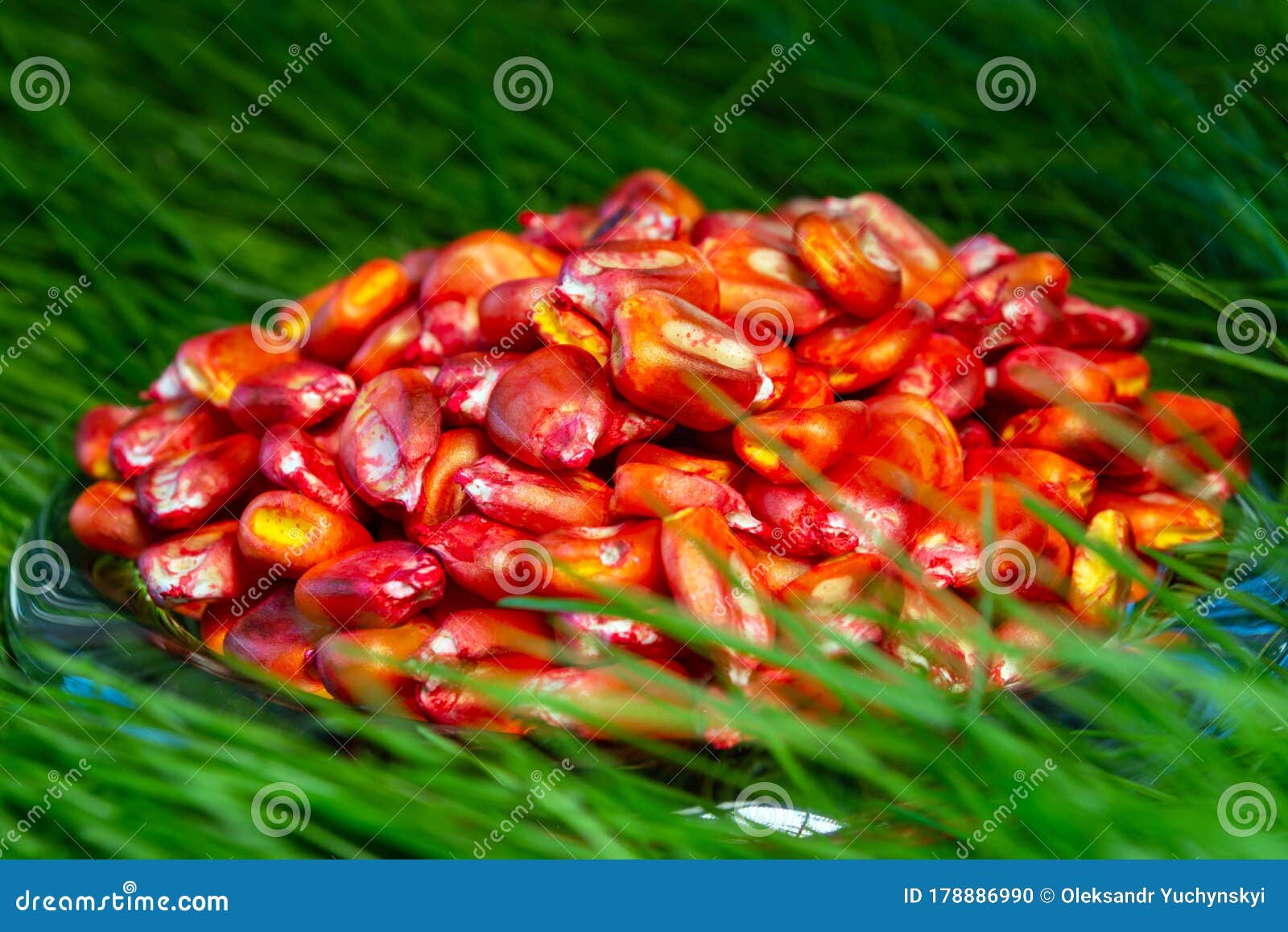 Pickled, Red Corn Seeds for Sowing in a Vessel on a Grass Background ...