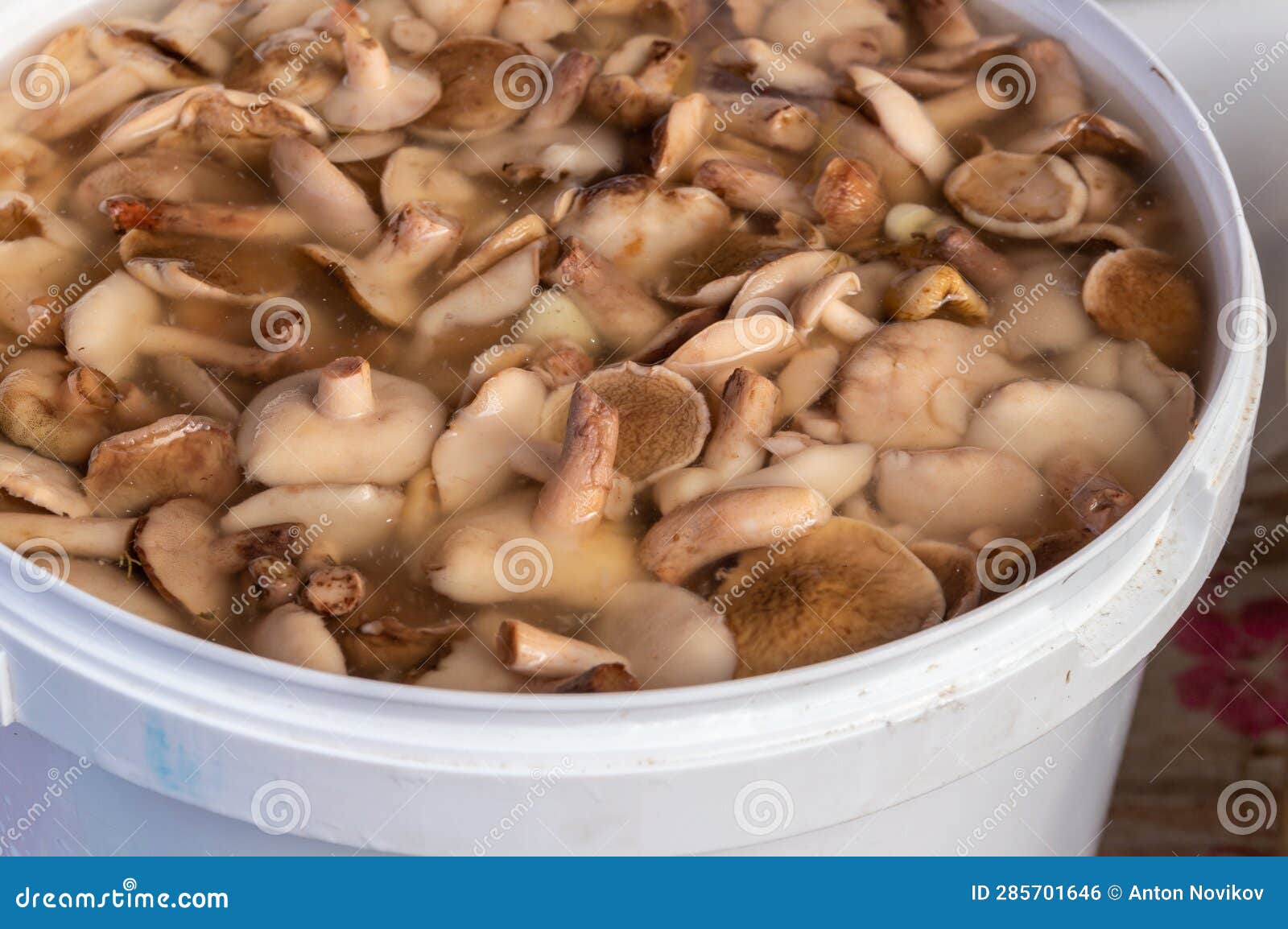 Pickled or Salted Caps of Suillus Mushrooms. Stock Photo - Image of ...