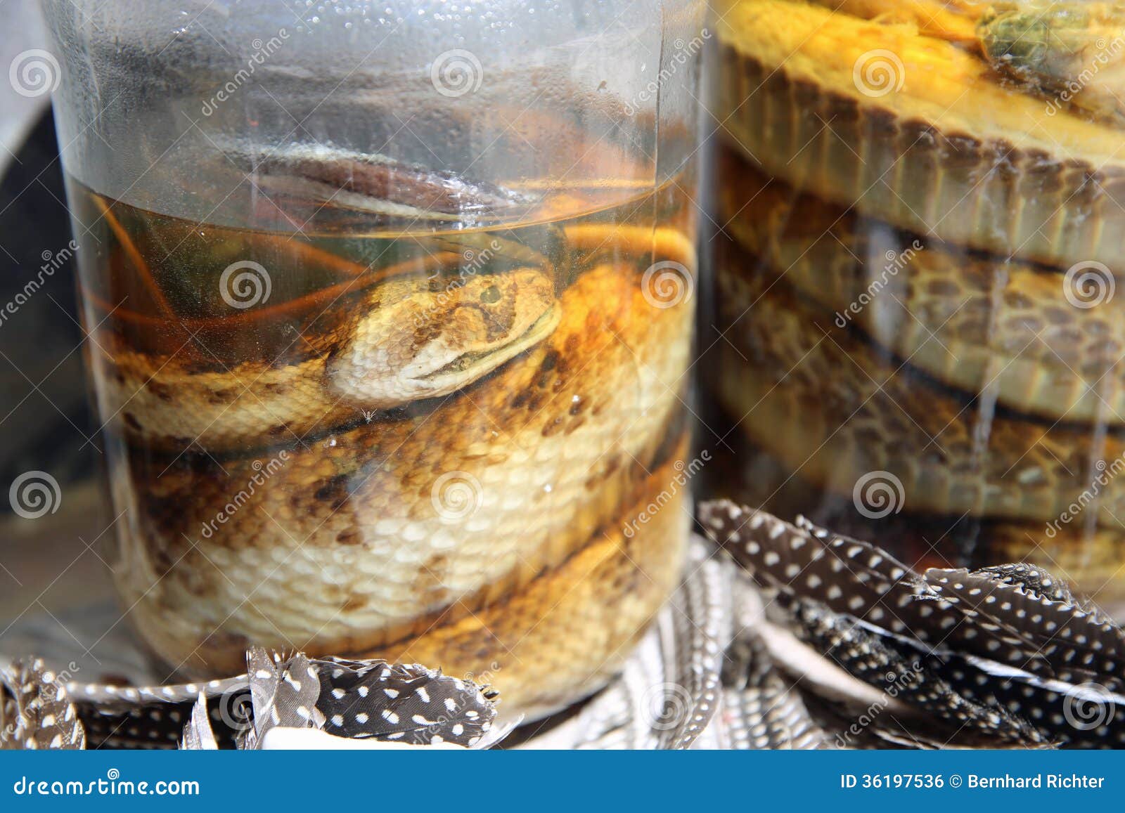 Pickled Snakes stock photo. Image of conservation, liquid - 36197536