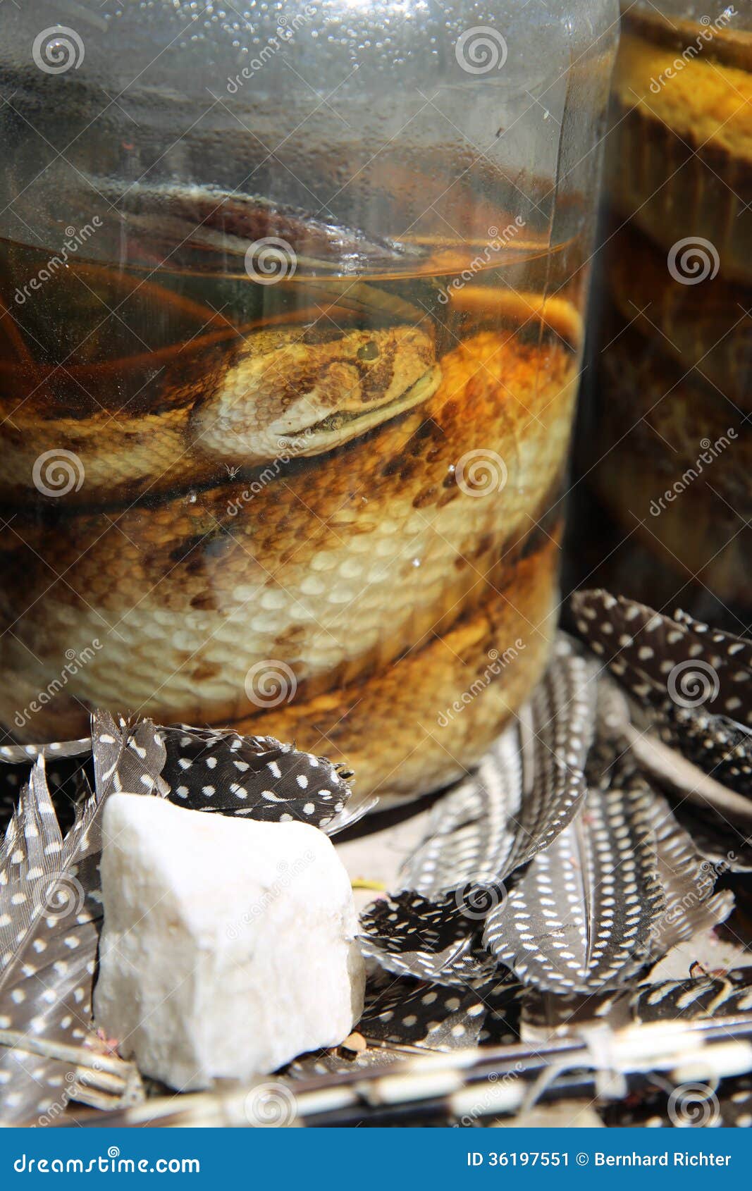 Pickled Snakes stock image. Image of alcohol, scientific - 36197551