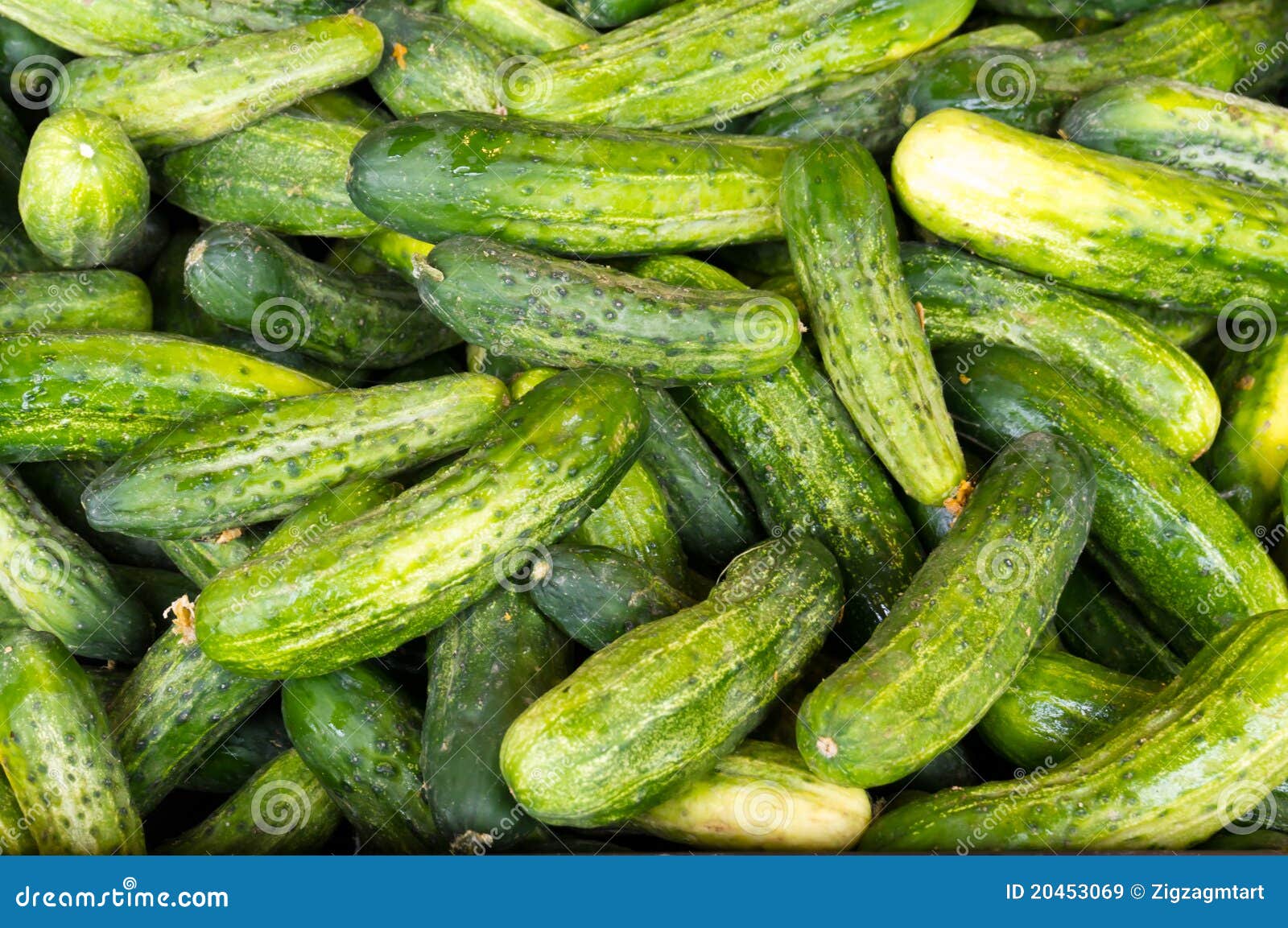 Pickles on display stock image. Image of cucumbers, plant - 20453069