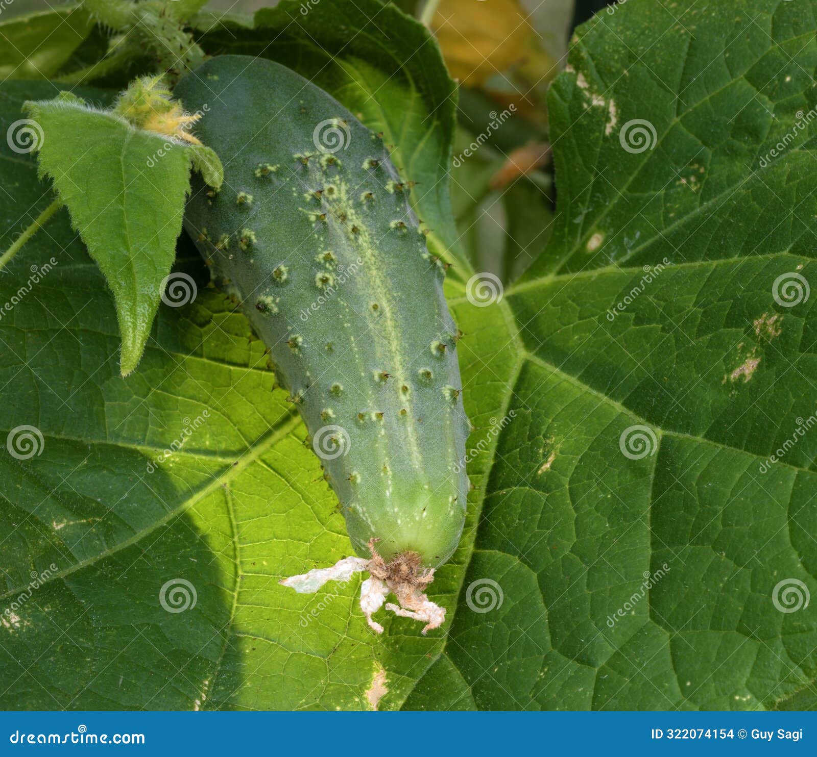 Pickling Cucumber on the Plant Stock Photo - Image of natural, growing ...