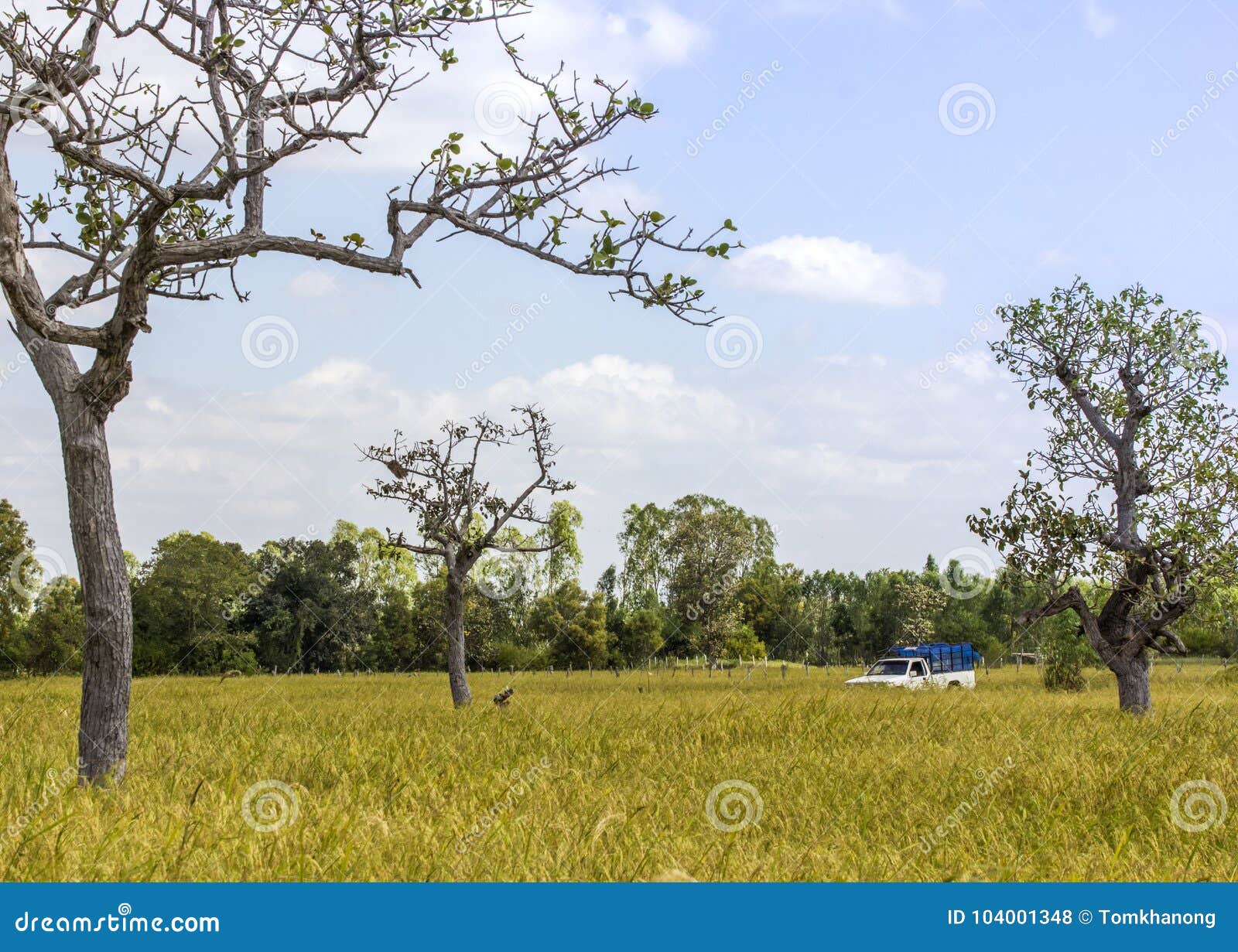 The pickup in rice field stock photo. Image of culture - 104001348