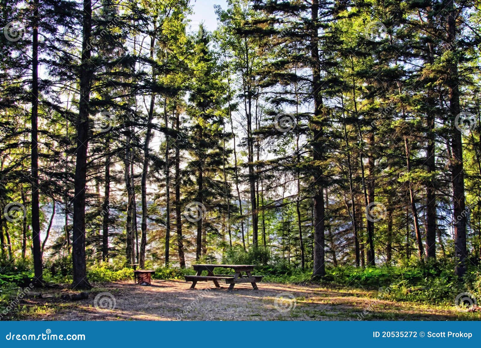 Picnic Area in Forest stock photo. Image of tree, table - 20535272