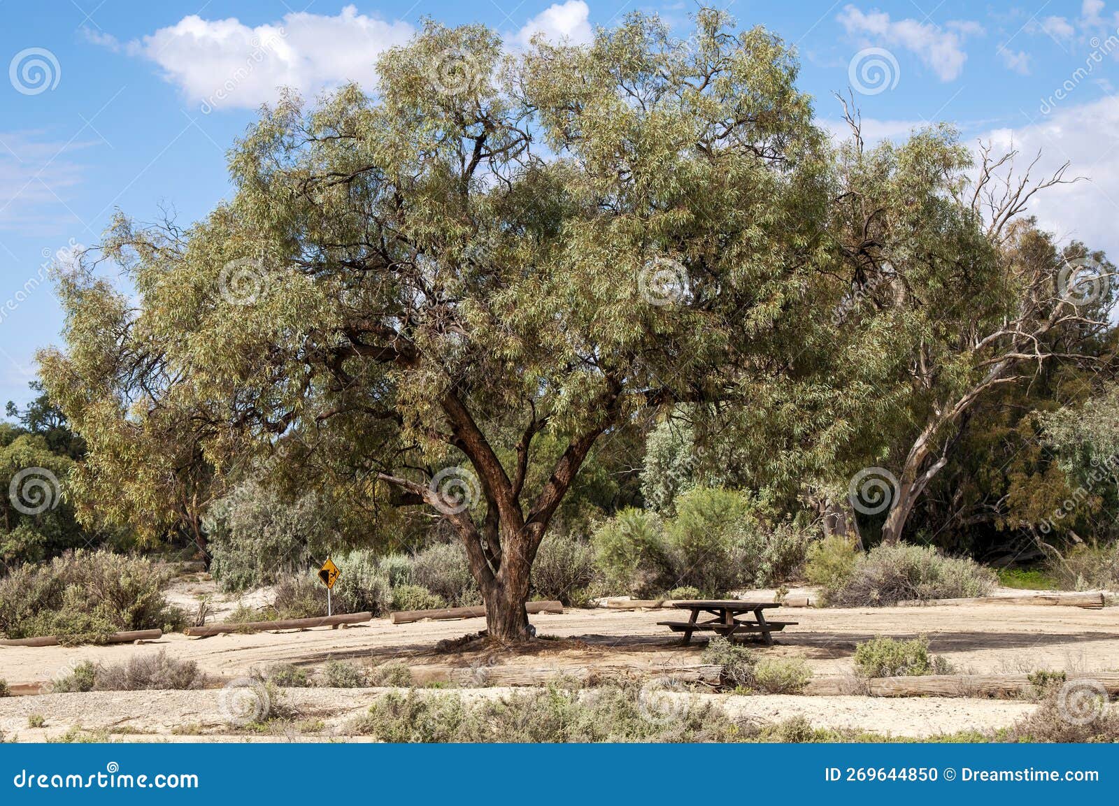 Picnic Area with Table Under Tree Stock Photo - Image of australian ...