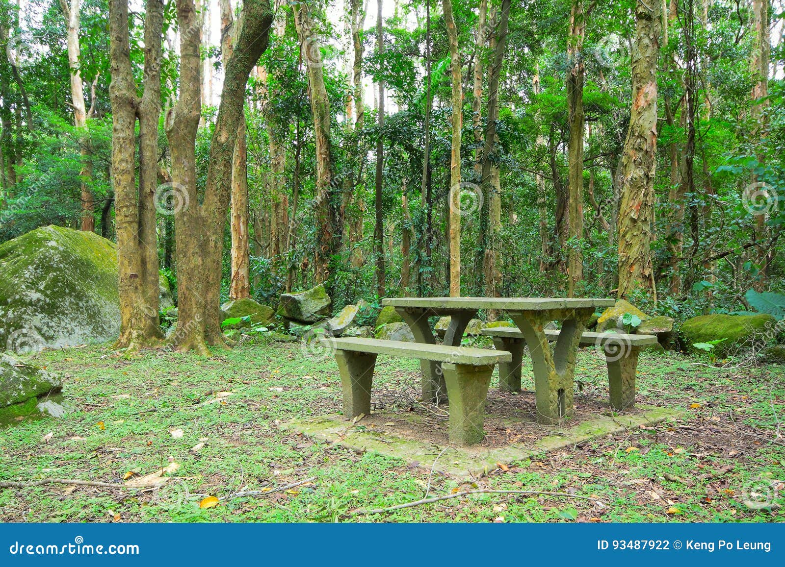 Picnic place in forest stock photo. Image of country - 93487922