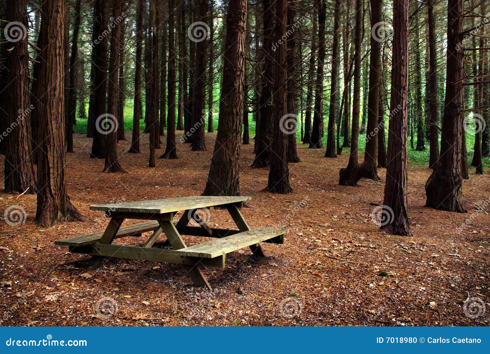 Picnic Table stock photo. Image of foliage, scene, environment - 7018980