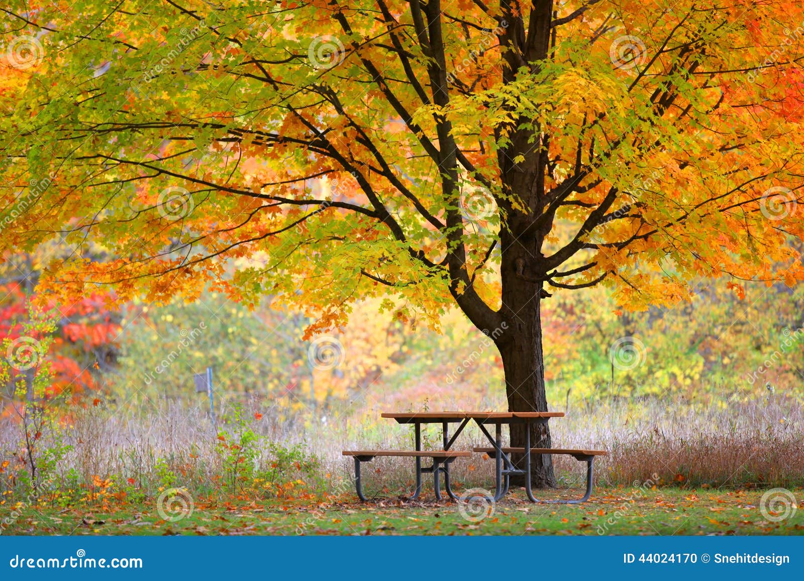 Picnic Table and Autumn Tree Stock Photo - Image of relax, bench: 44024170