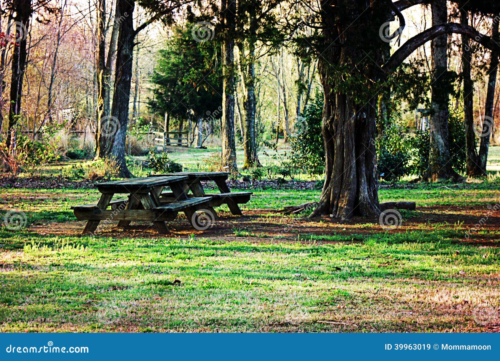 Picnic Table in Forrest Setting Stock Image - Image of nature, bench ...